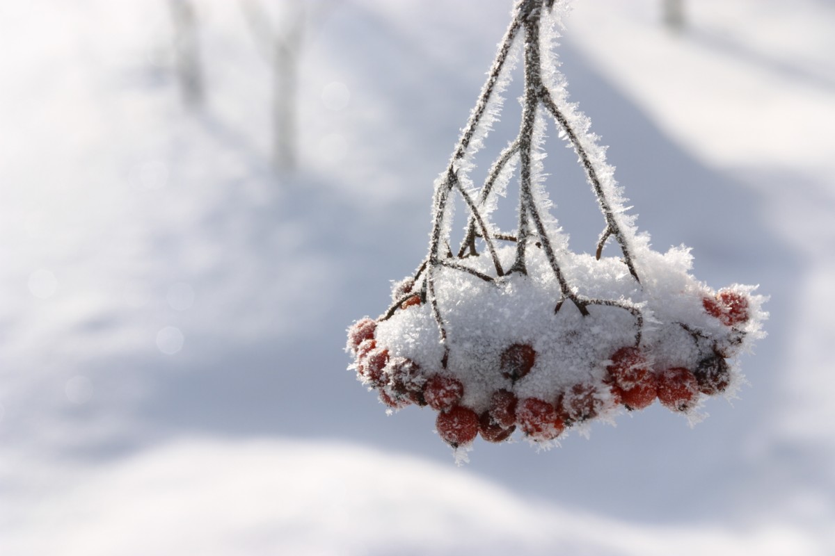 frozen berry bunch - Unique Japan Tours
