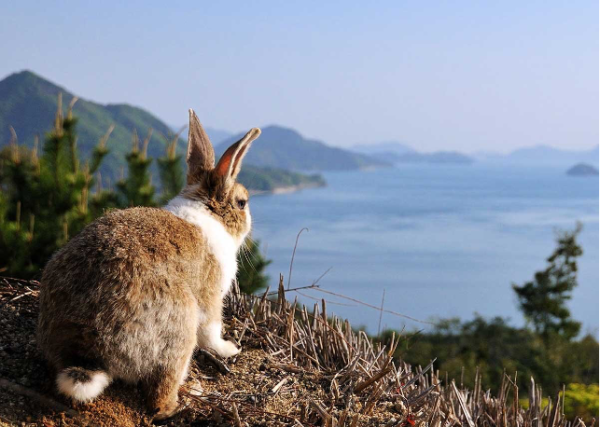 10 Okunoshima - Unique Japan Tours